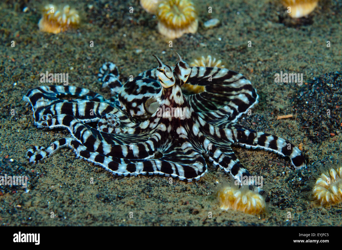A Mimic octopus,Thaumoctopus mimicus, forages along the sand, Puri Jati ...