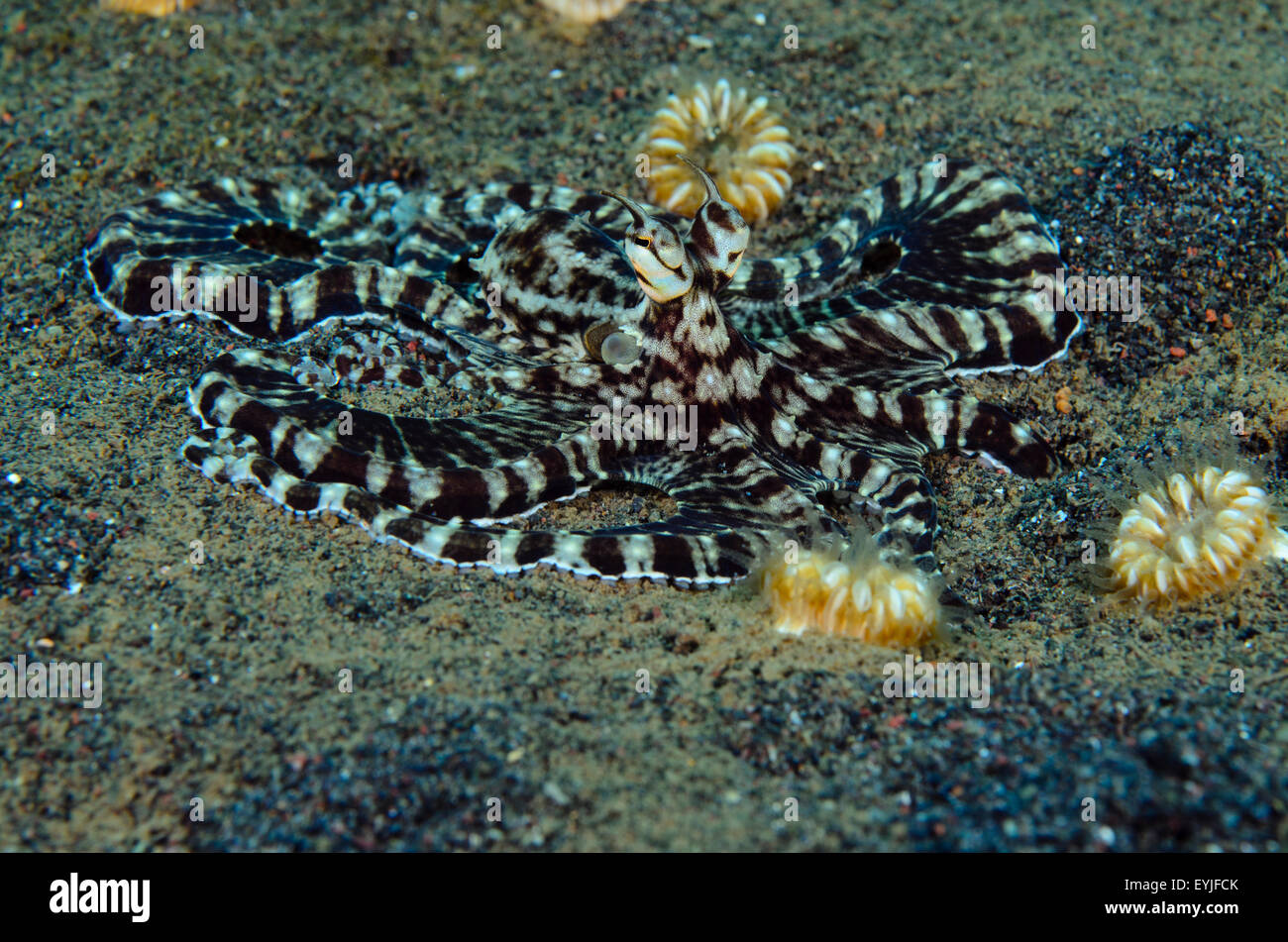A Mimic octopus,Thaumoctopus mimicus, forages along the sand, Puri Jati ...