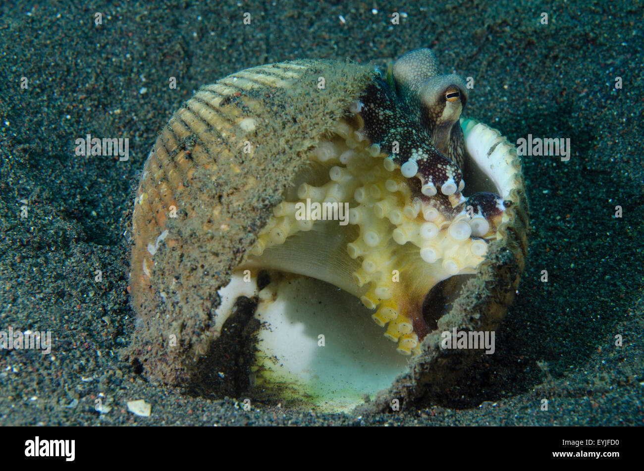 Coconut octopus, Amphioctopus marginatus, living inside an abandoned ...