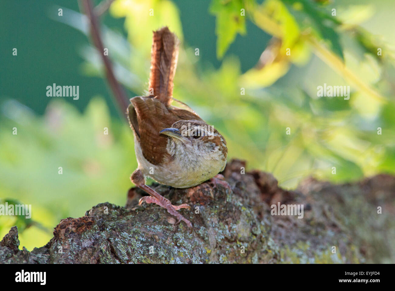 Carolina wren (Thryothorus ludovicianus Stock Photo - Alamy