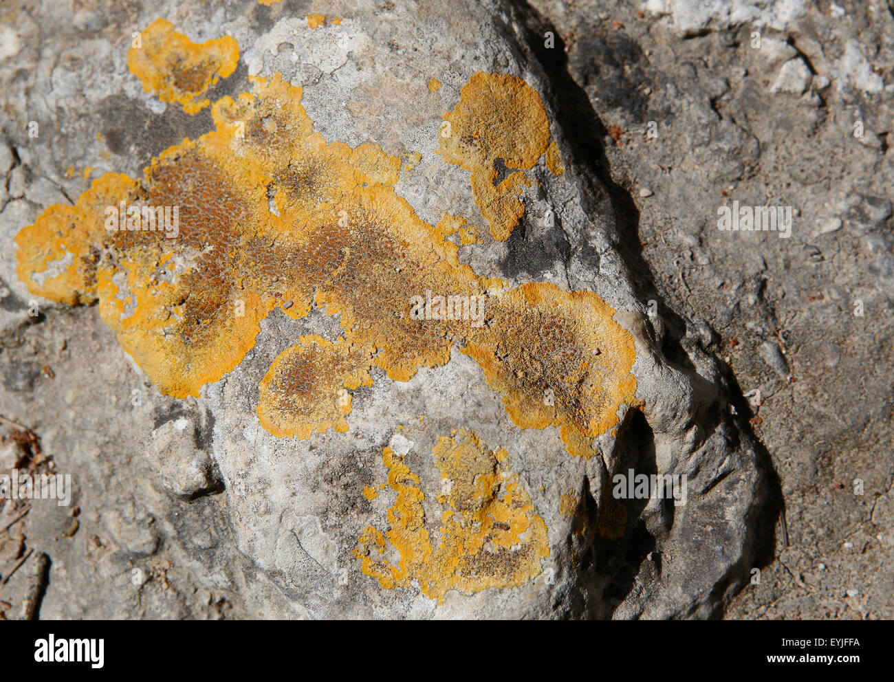 Lichen over rocks texture background Stock Photo - Alamy