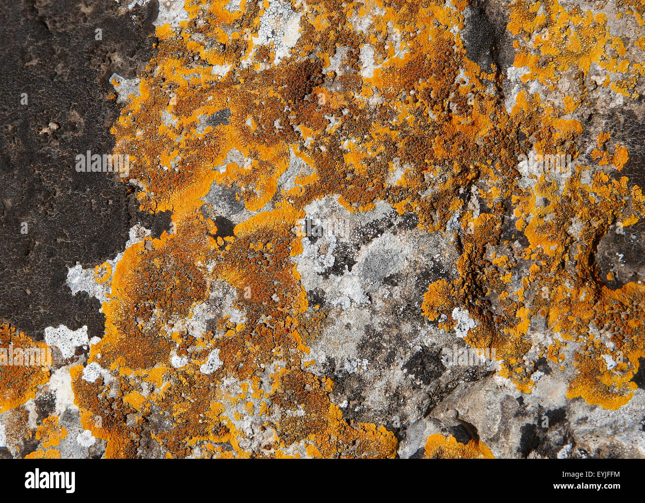 Lichen over rocks texture background Stock Photo - Alamy