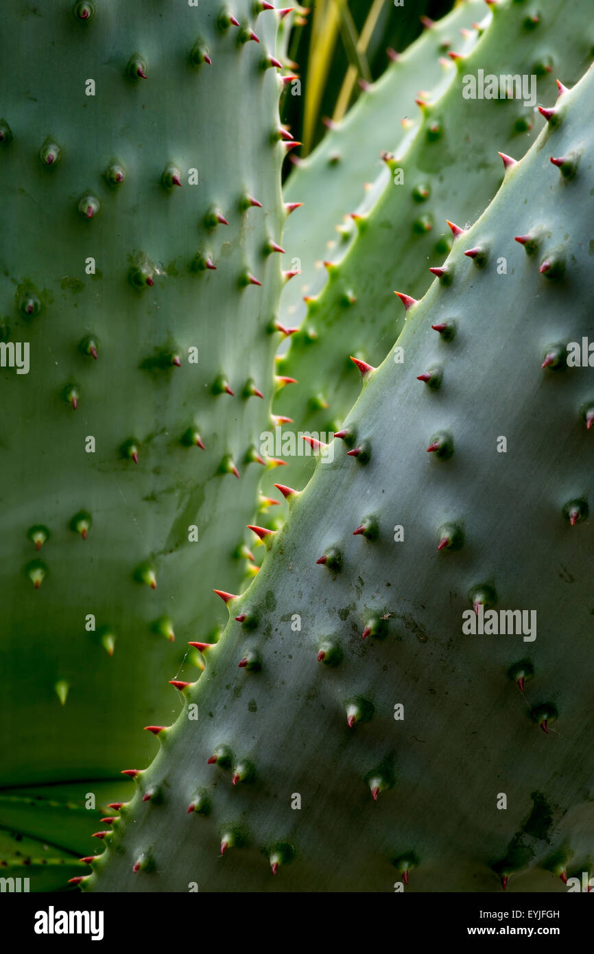 Mountain Aloe 'Aloe Marlothii' succulent South African plant Stock ...