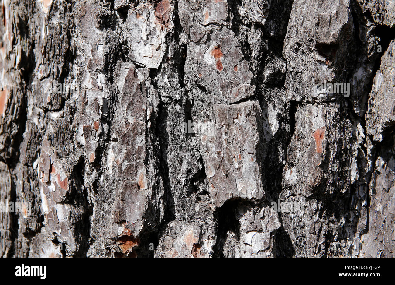 Pine tree trunk crust wood texture Stock Photo - Alamy