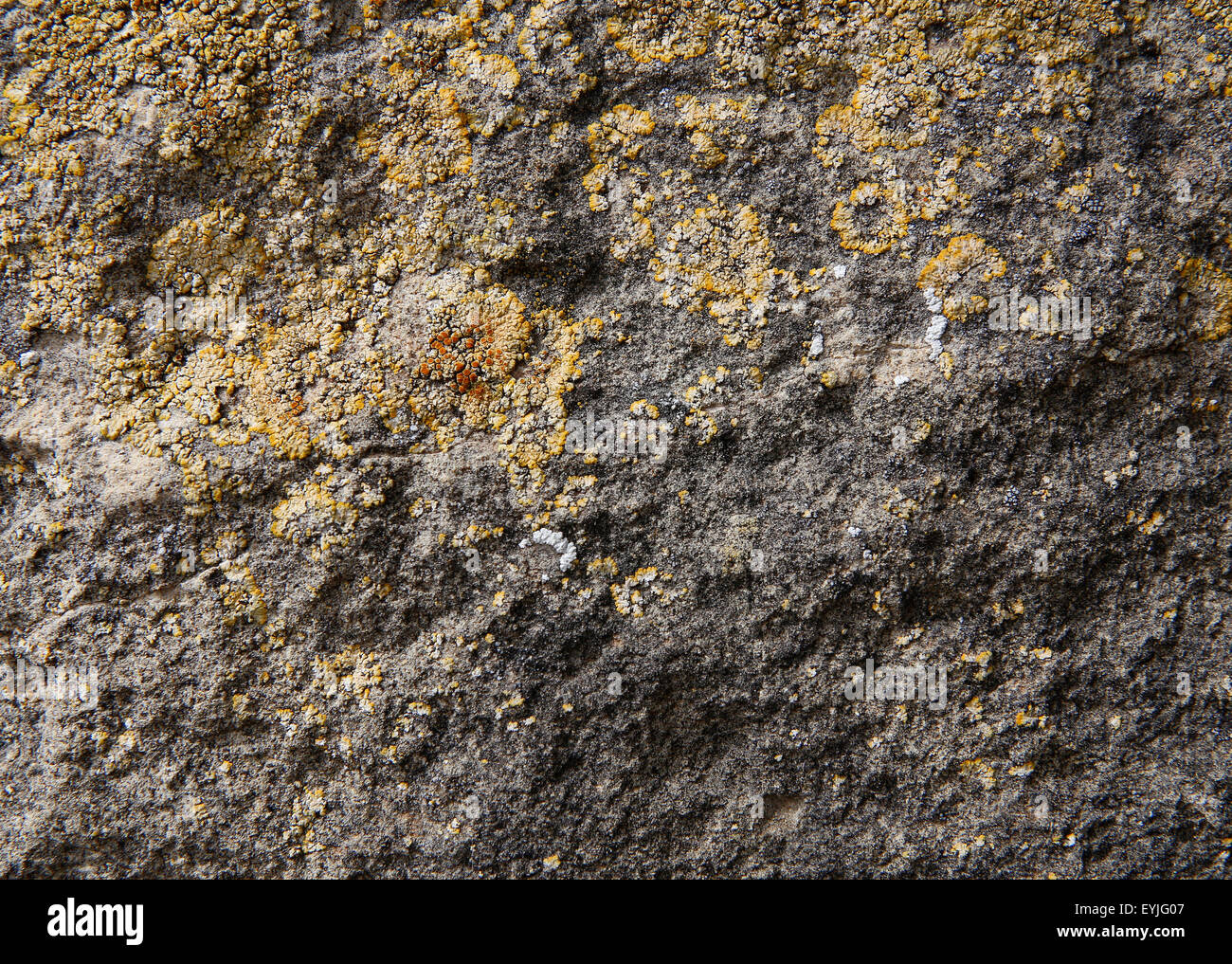 Lichen over rocks texture background Stock Photo - Alamy