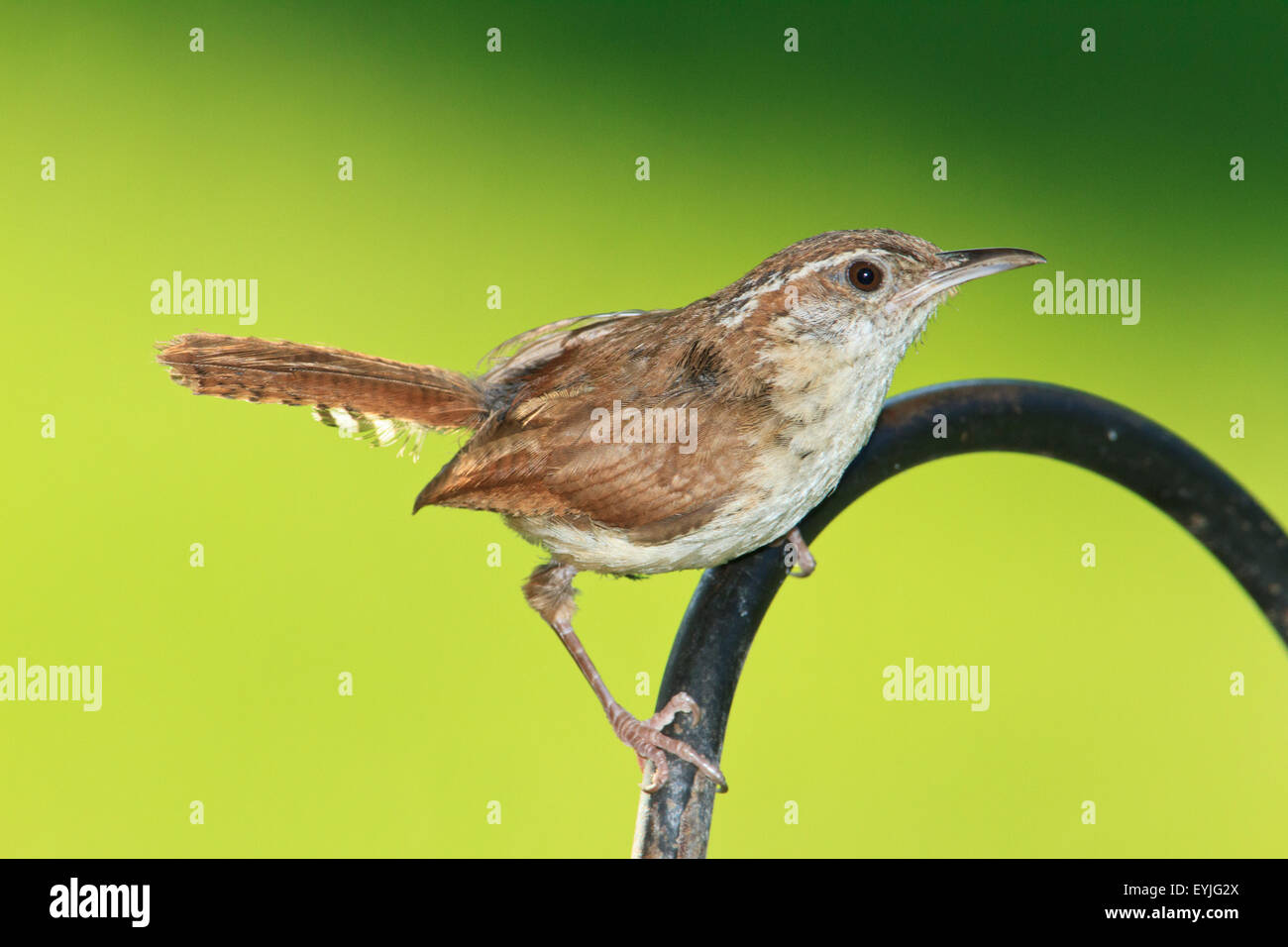 Carolina wren (Thryothorus ludovicianus Stock Photo - Alamy