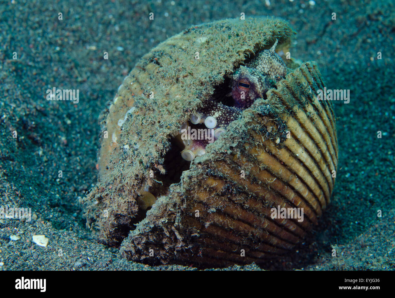 Coconut octopus, Amphioctopus marginatus, living inside an abandoned ...
