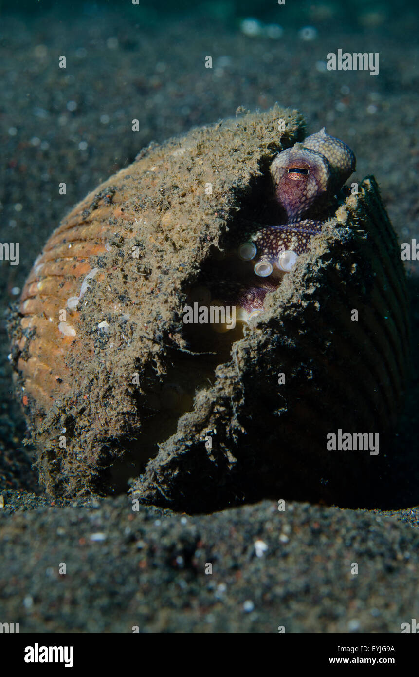 Coconut octopus, Amphioctopus marginatus, living inside an abandoned ...