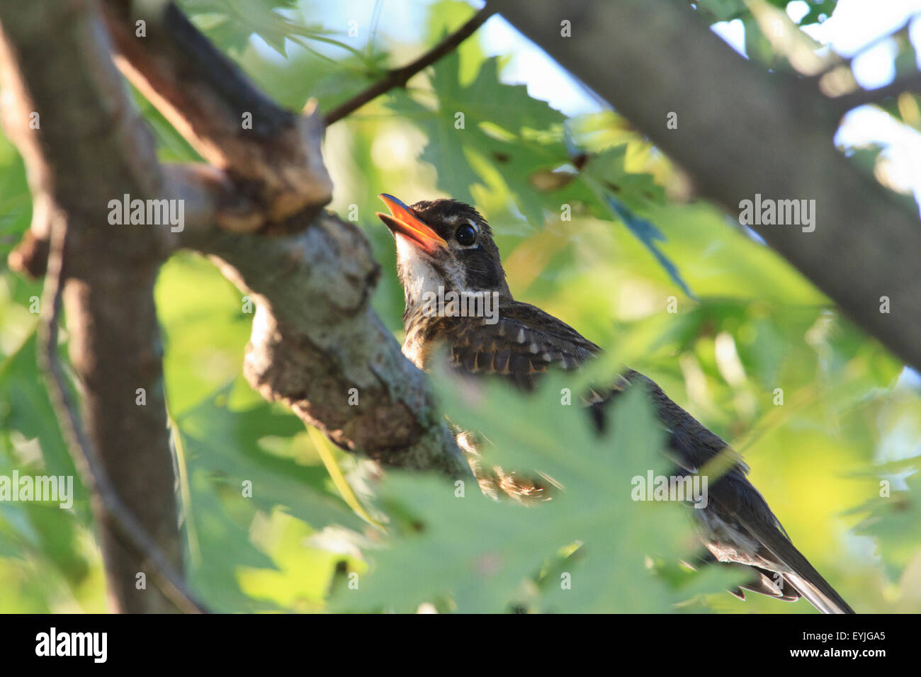 Robin in trees hi-res stock photography and images - Alamy