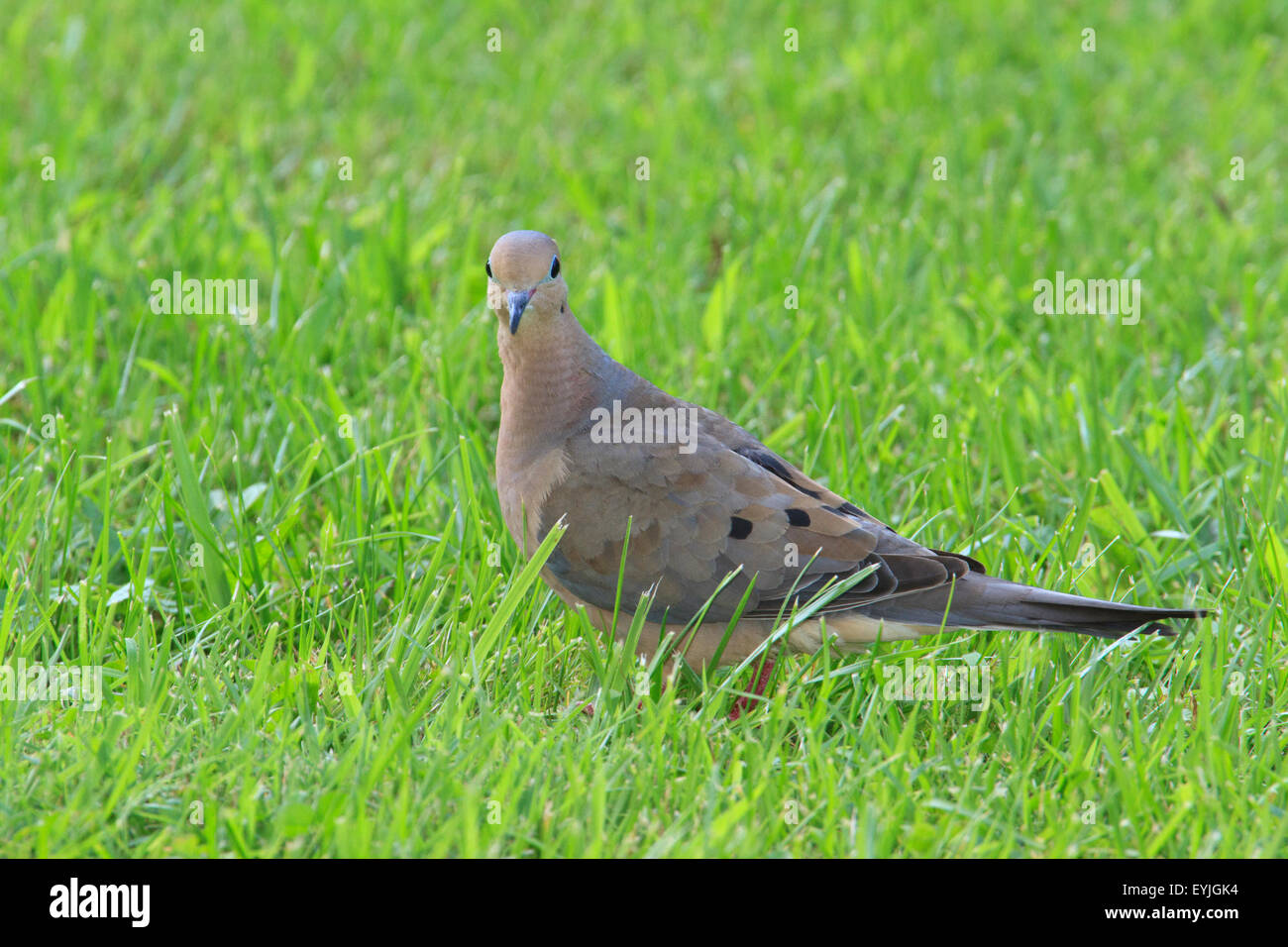 Mourning dove (Zenaida macroura) on the ground Stock Photo - Alamy