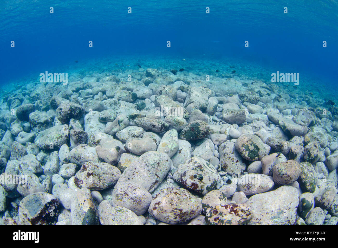Rocks along the bottom of a shallow sea, Komodo National Park ...
