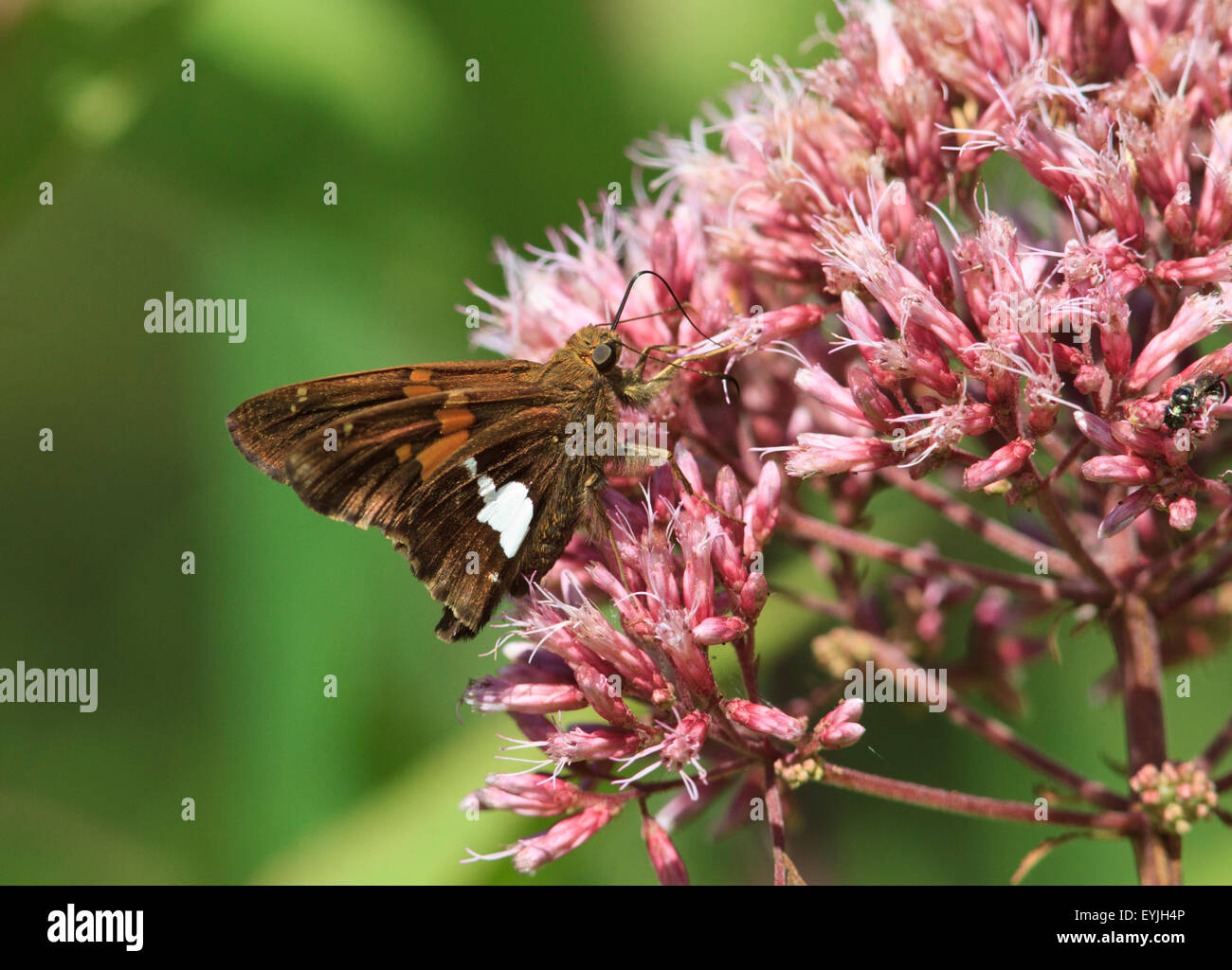 Silver spotted skipper (Epargyreus clarus) on ironweed flowers Stock ...