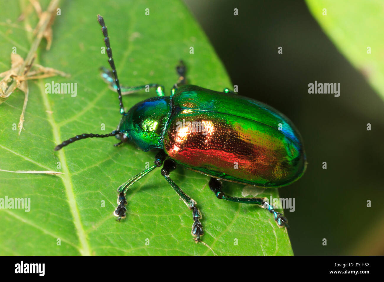 Dogbane Leaf Beetle Underside