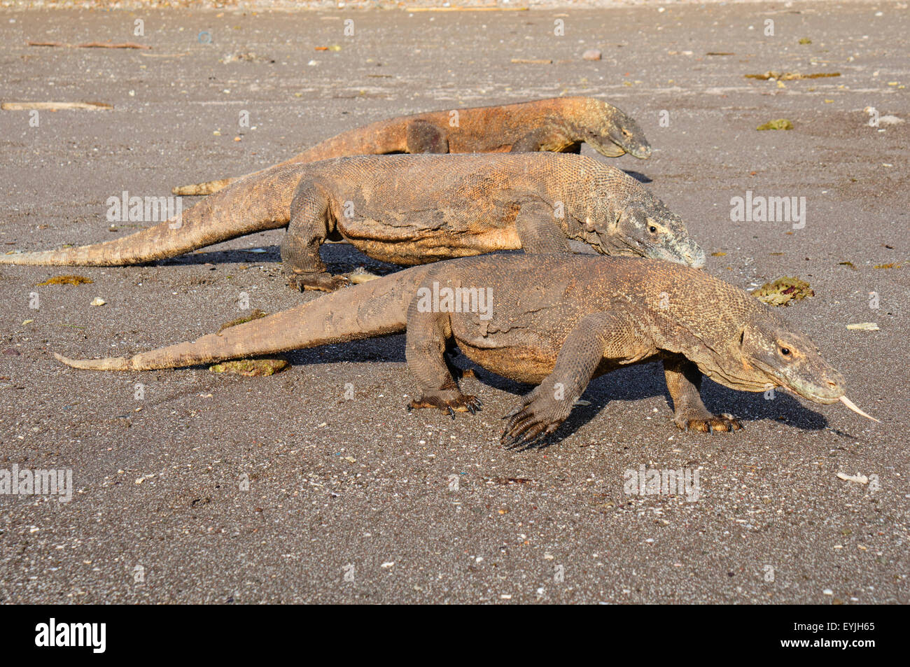 Three Komodo dragons, Varanus komodoensis, prowl along a beach in ...