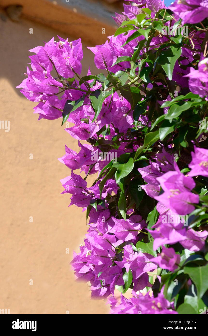 Sardinia, Italy: flowers of Bugainvillea Stock Photo - Alamy
