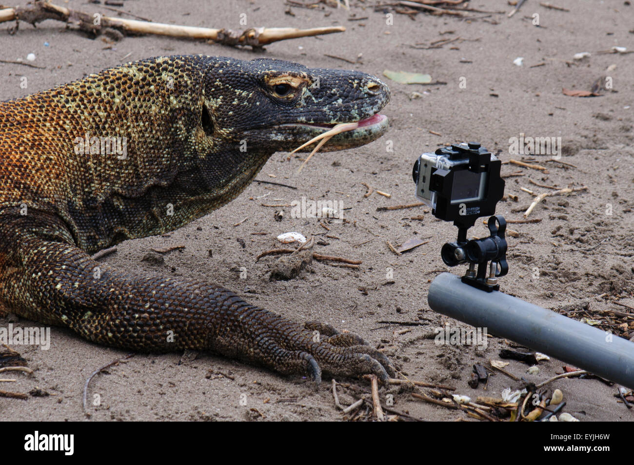 A Komodo Dragon Licks a Gopro Camera Stock Photo - Alamy