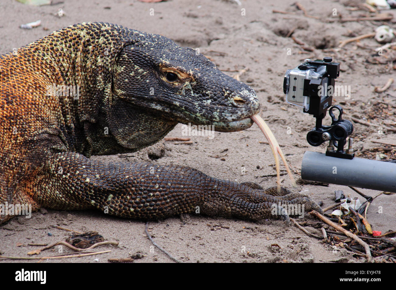 Komodo Dragon Licks a GoPro Camera Stock Photo - Alamy