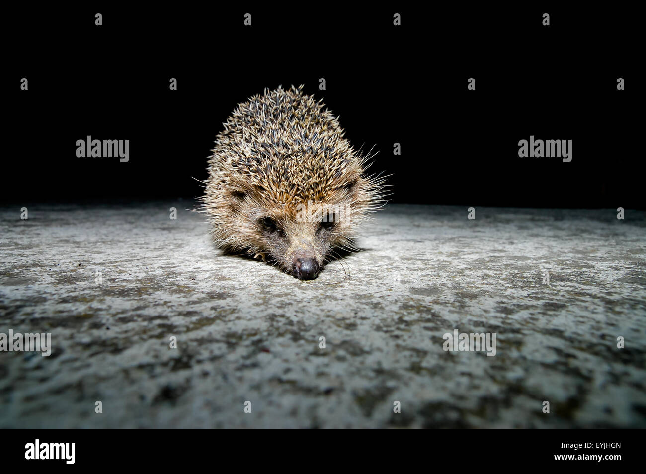 Hedgehog front paw hi-res stock photography and images - Alamy