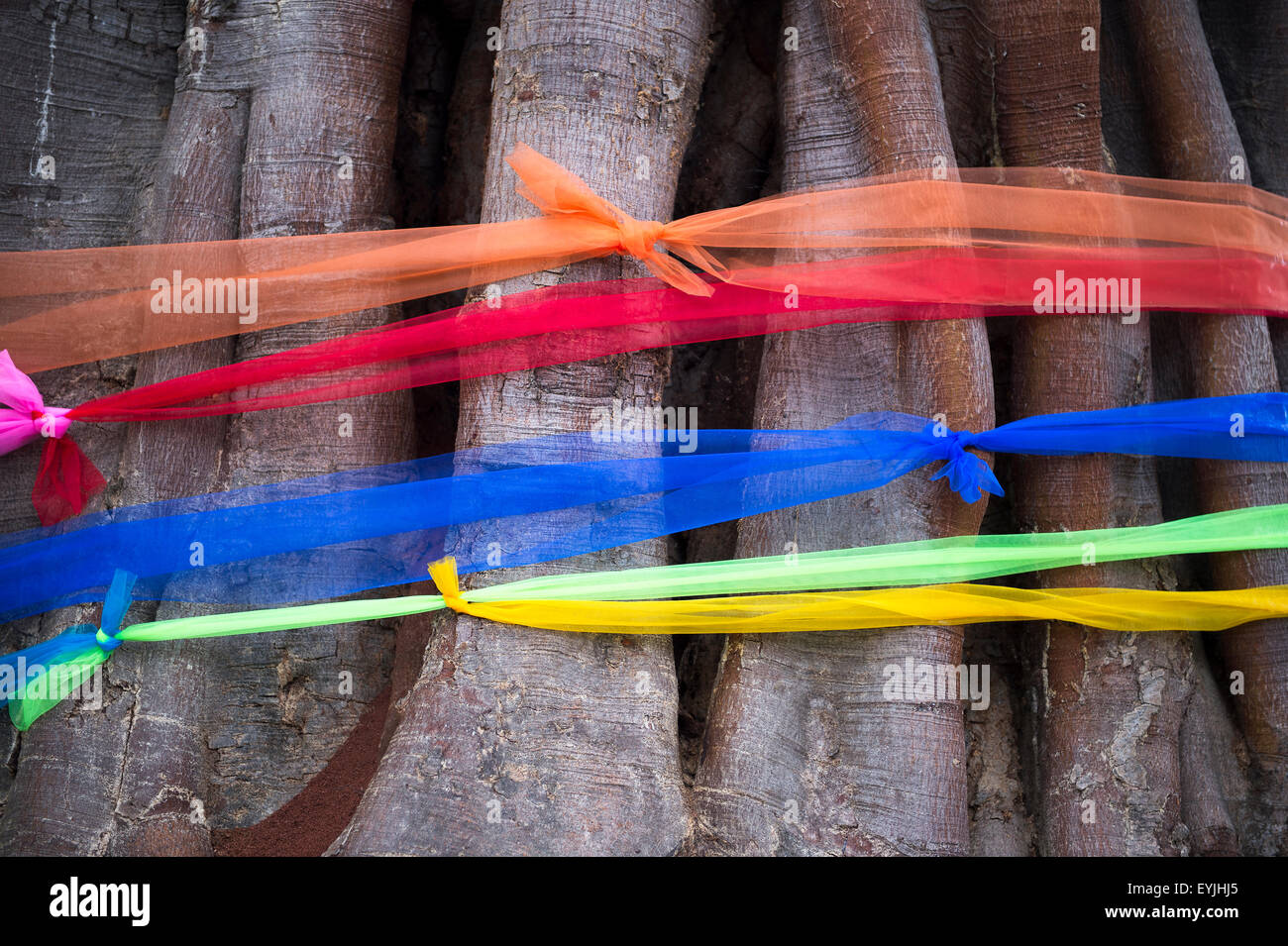 Strips of different colored fabric ribbons decorate a bodhi tree near a ...