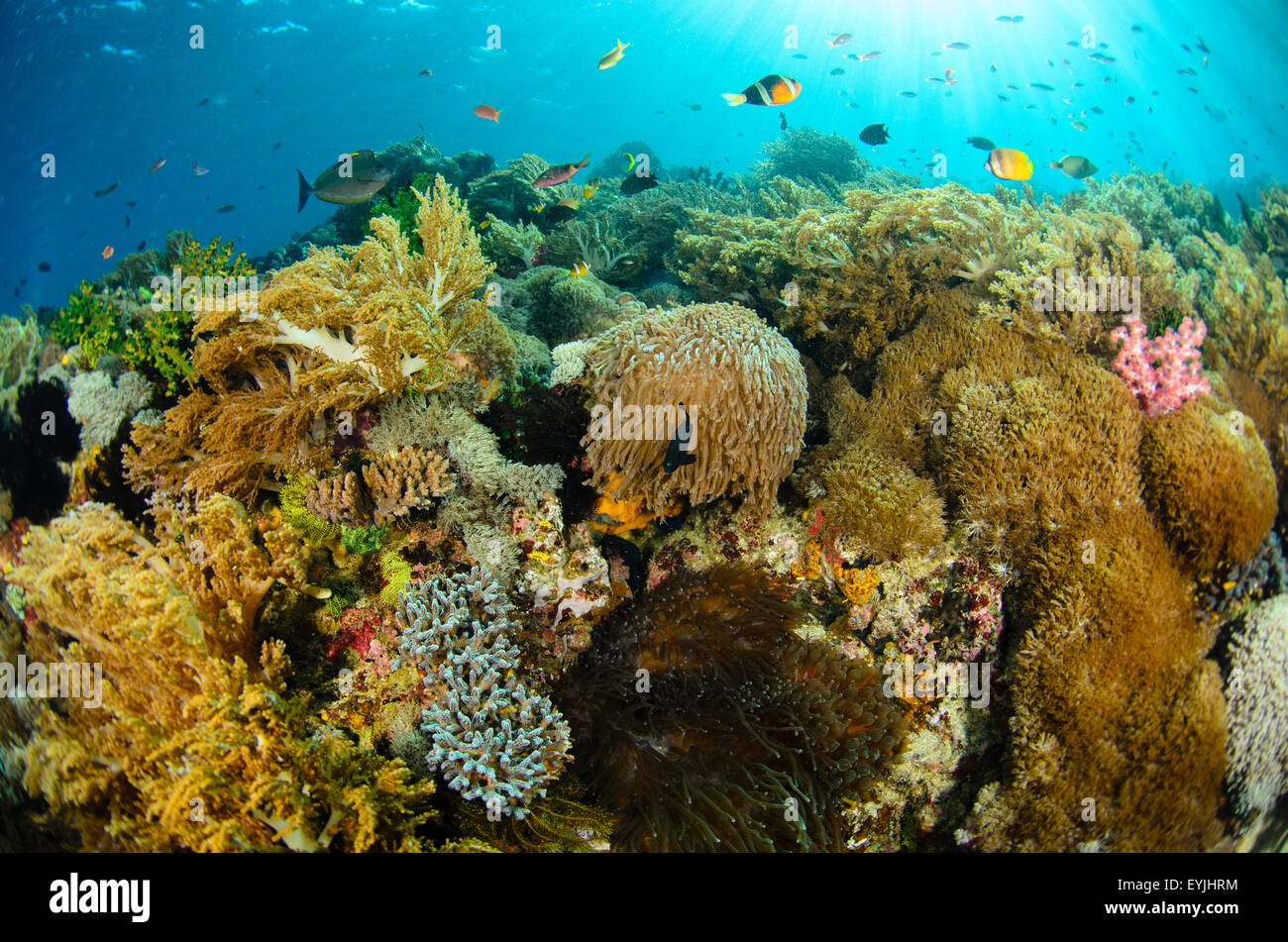 Stunning shallow coral reef of Cannibal Rock dive site, Rinca Island ...