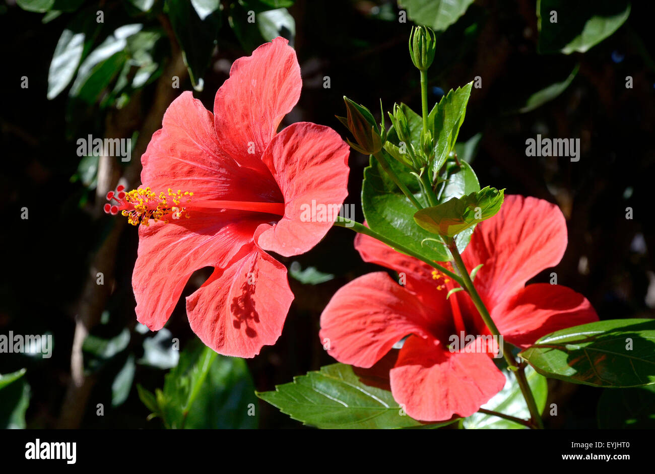 Sardinia, Italy: flower of Hibiscus Stock Photo - Alamy