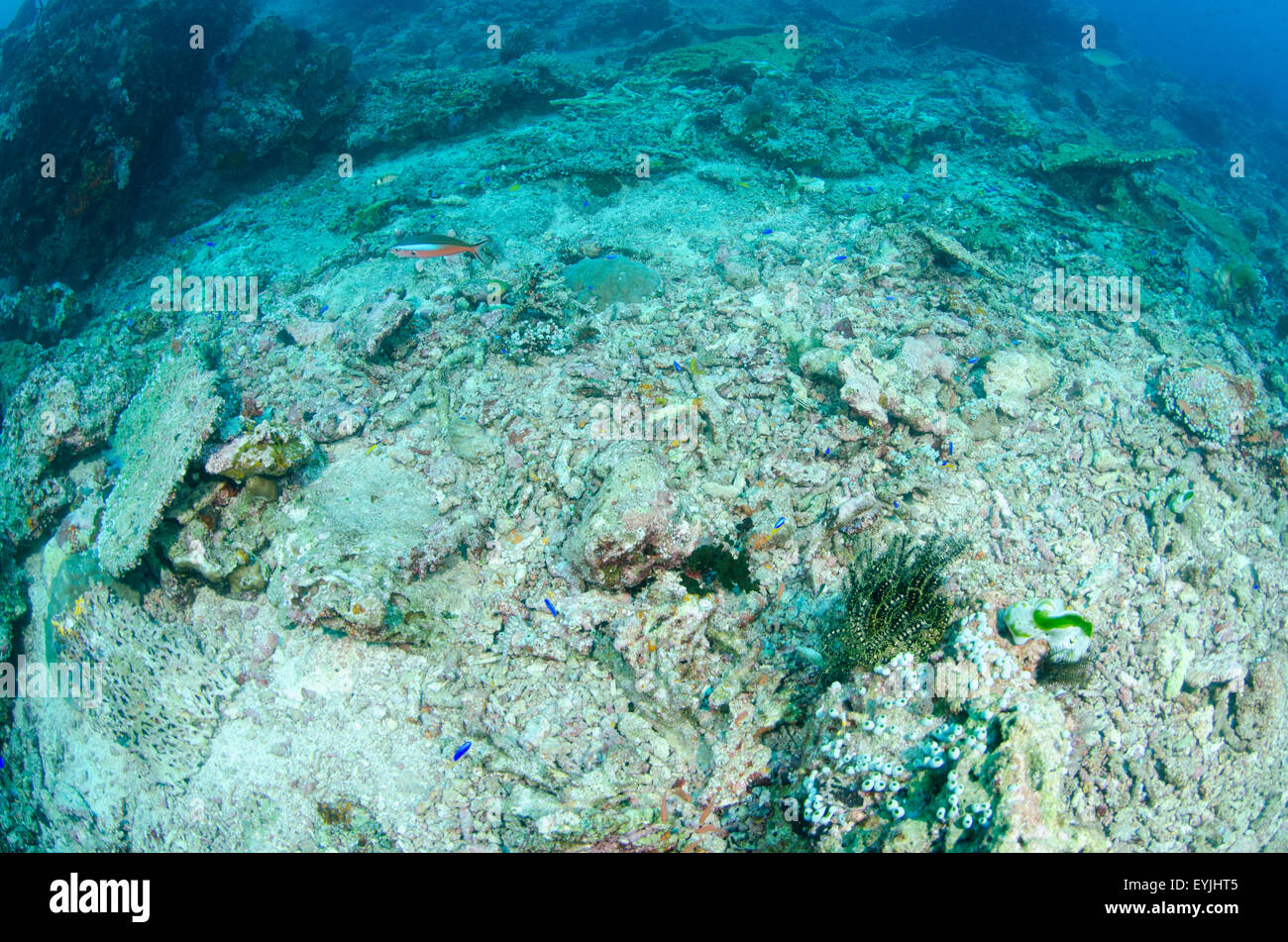 Coral reef destruction hi-res stock photography and images - Alamy