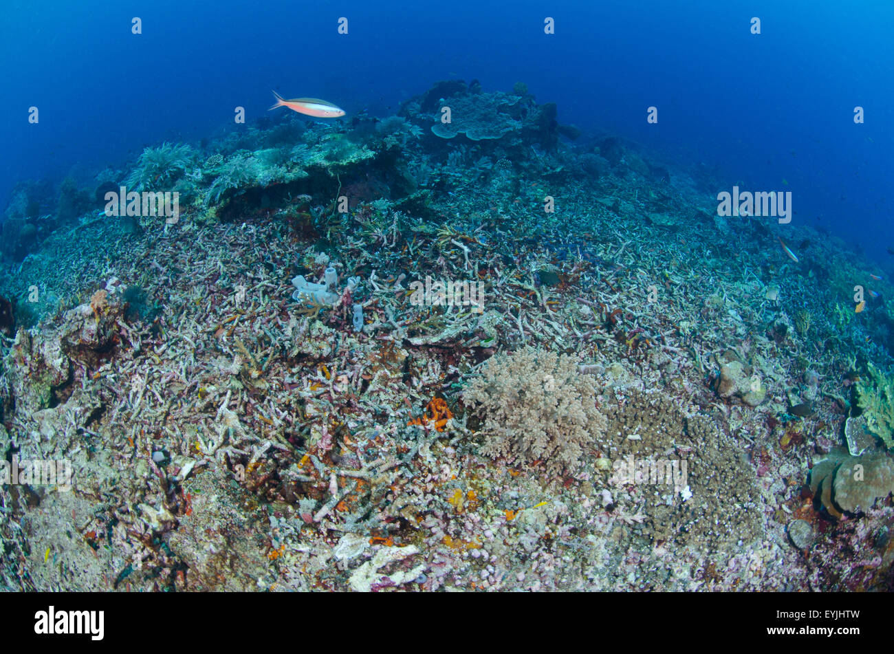 Coral reef destruction hi-res stock photography and images - Alamy