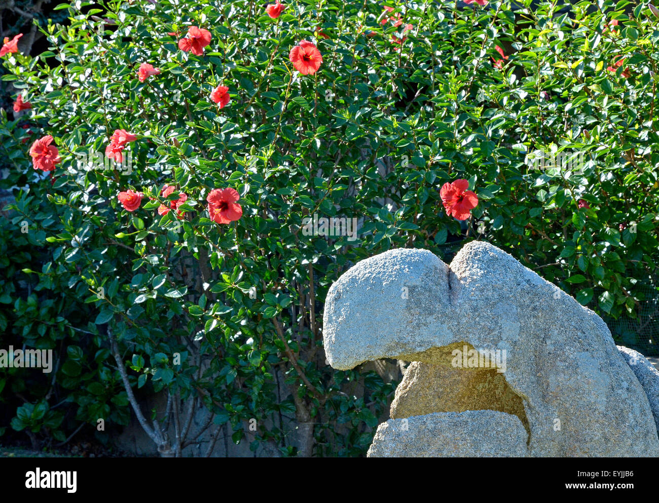 Sardinia italy hibiscus flower hi-res stock photography and images - Alamy
