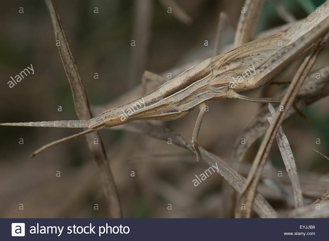 Grasshopper India Stock Photos & Grasshopper India Stock Images - Alamy
