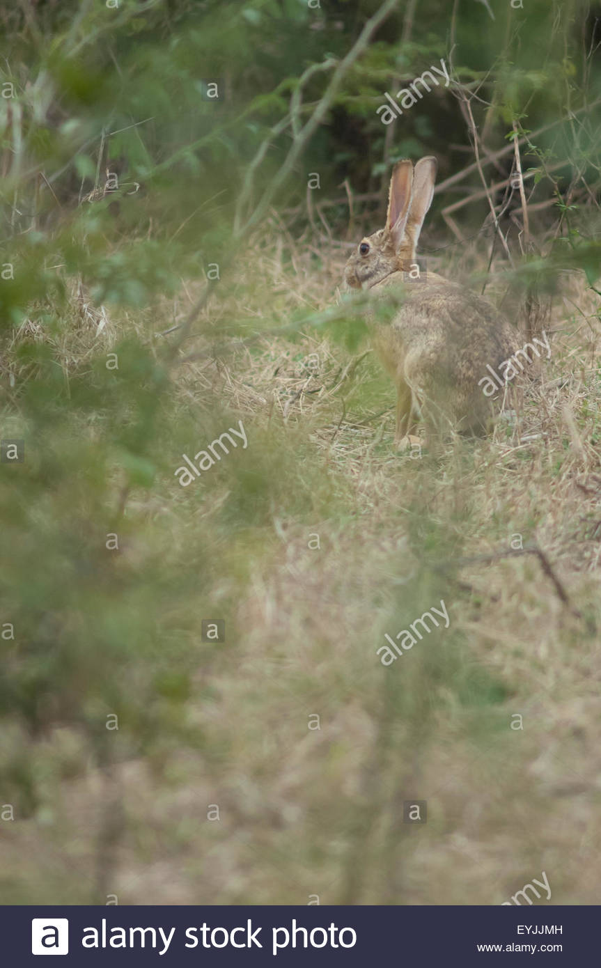 Indian Hare High Resolution Stock Photography and Images - Alamy