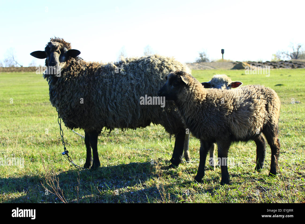 sheep grazing on the green grass of pasture Stock Photo - Alamy