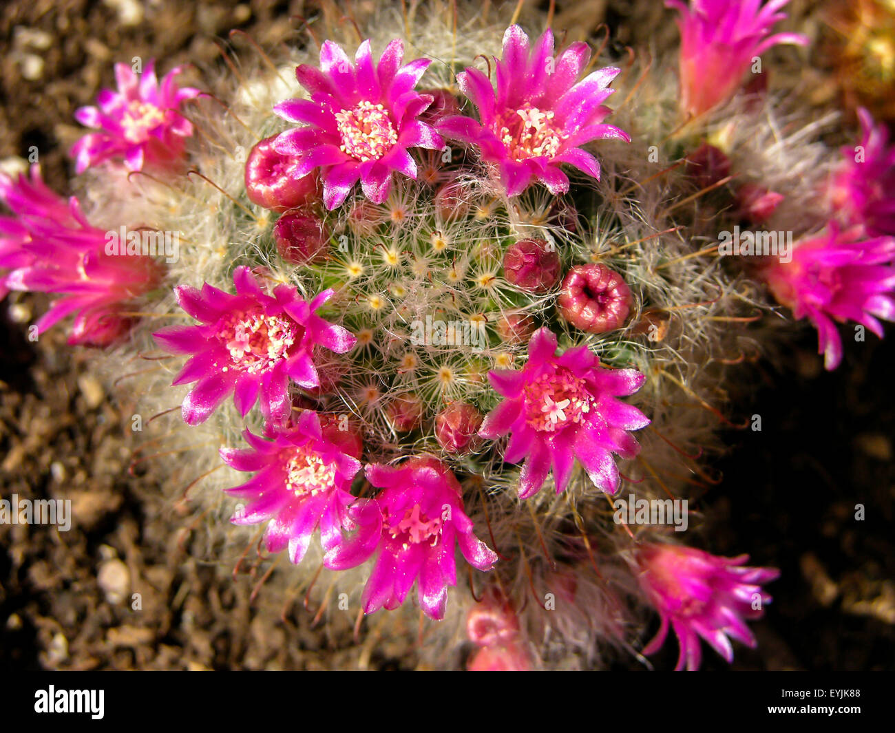 Blooming Fresh Colored Flower Stock Photo - Alamy