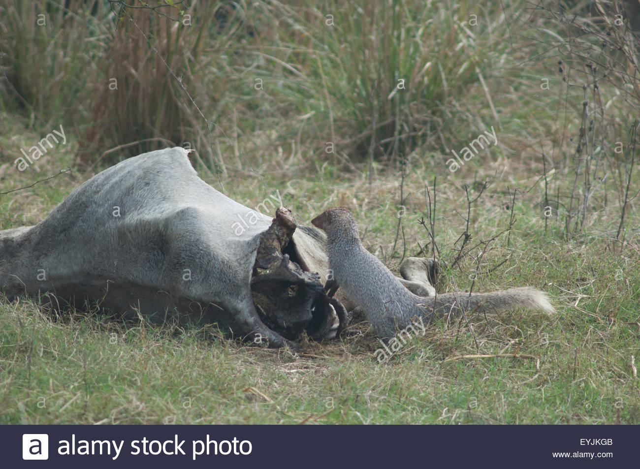 Indian Mongoose Rajasthan High Resolution Stock Photography and Images ...