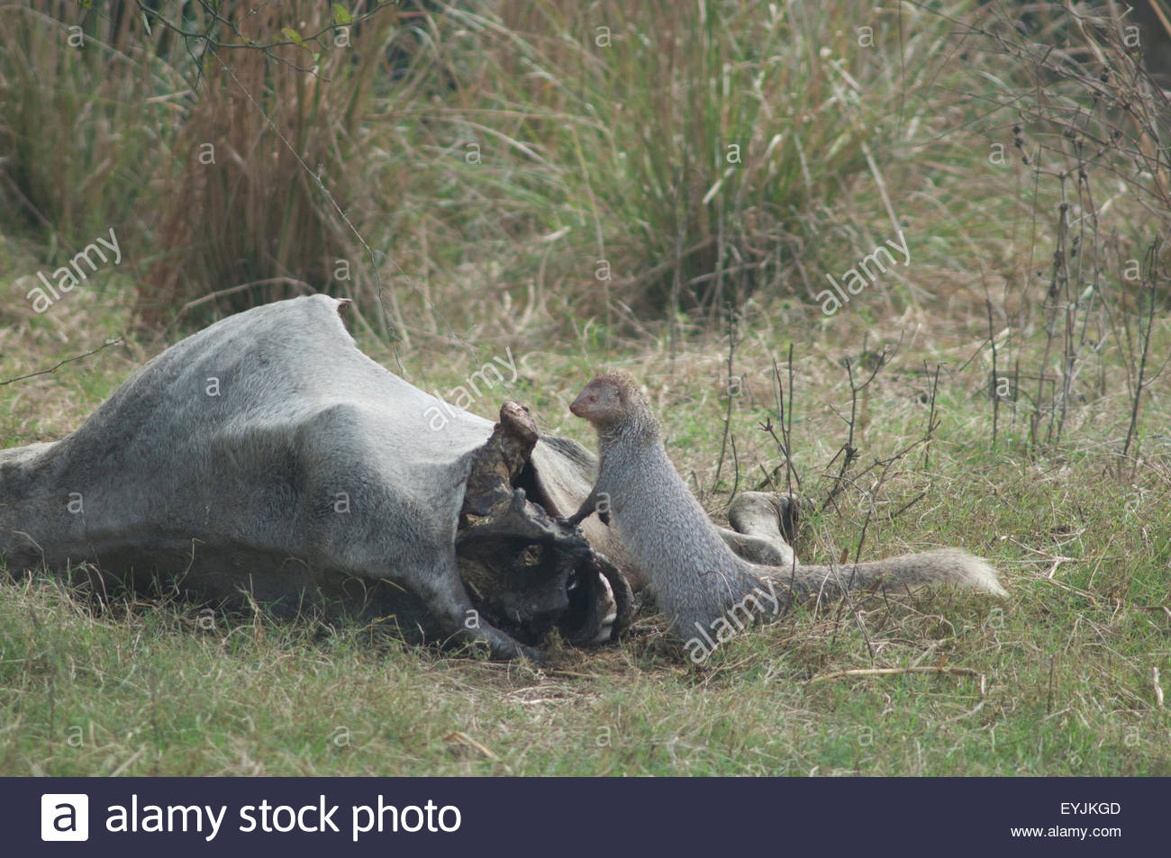 Indian Mongoose Rajasthan High Resolution Stock Photography and Images ...