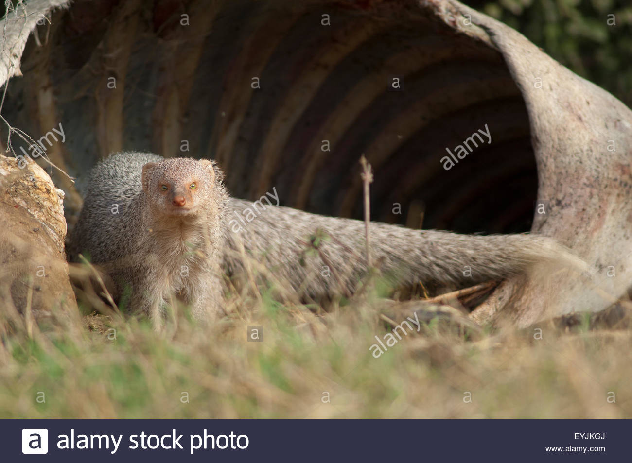 Indian Mongoose Rajasthan High Resolution Stock Photography and Images ...
