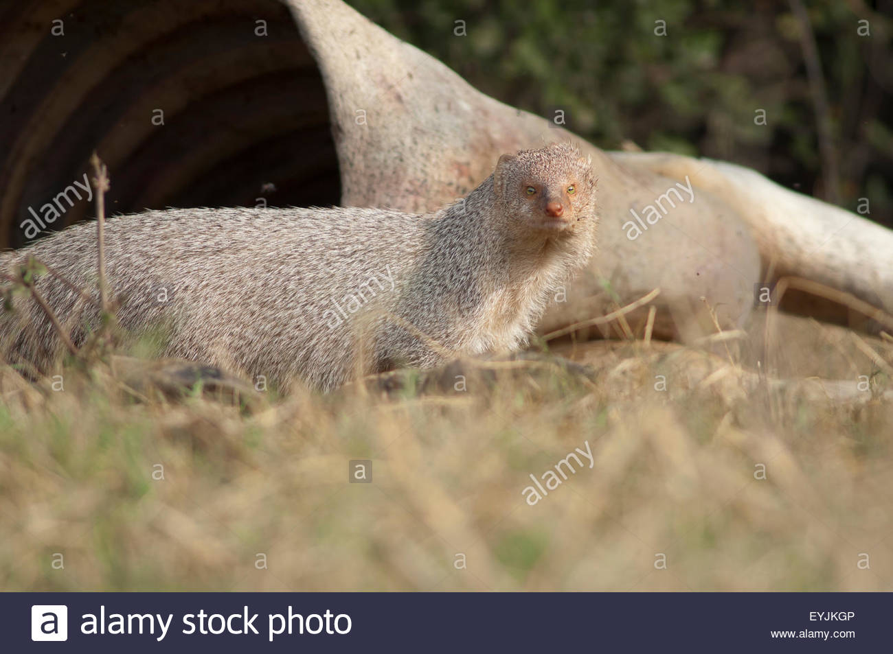 Indian Mongoose Rajasthan High Resolution Stock Photography and Images ...