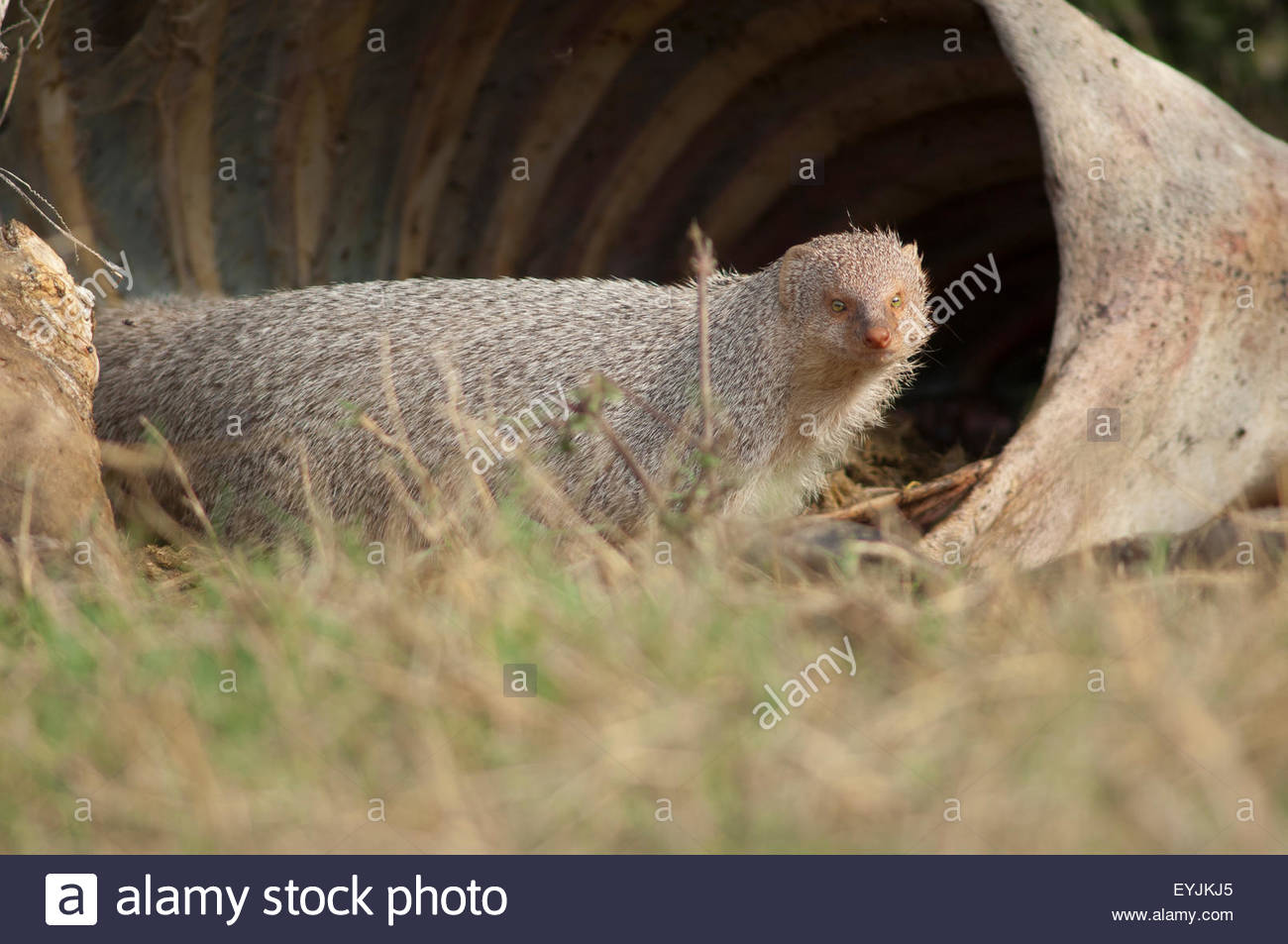 Indian Mongoose Rajasthan High Resolution Stock Photography and Images ...