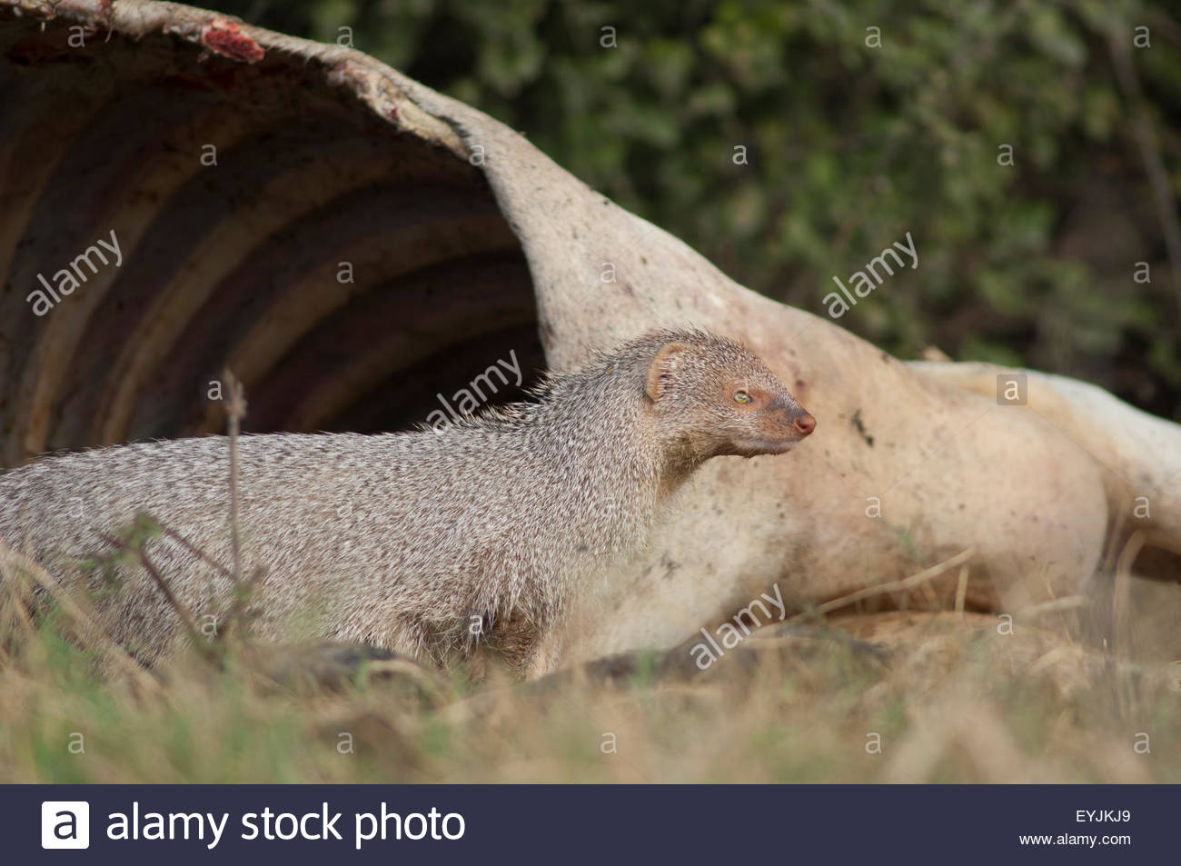 Indian Mongoose Rajasthan High Resolution Stock Photography and Images ...