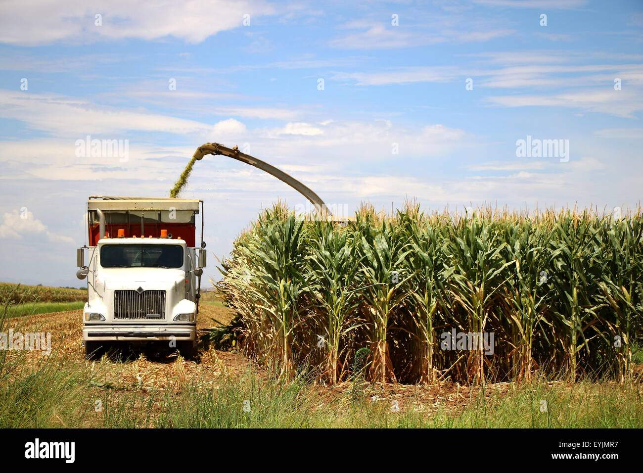 Corn being harvested by farmer hi-res stock photography and images - Alamy