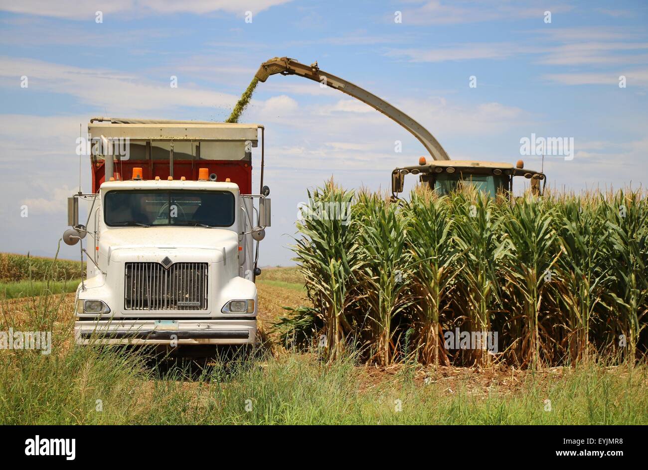 Corn is being harvested by forage harvester and collecting truck Stock ...