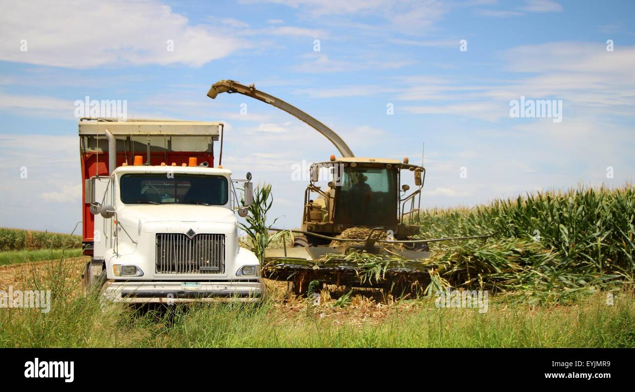 Corn is being harvested by forage harvester and collecting truck Stock ...