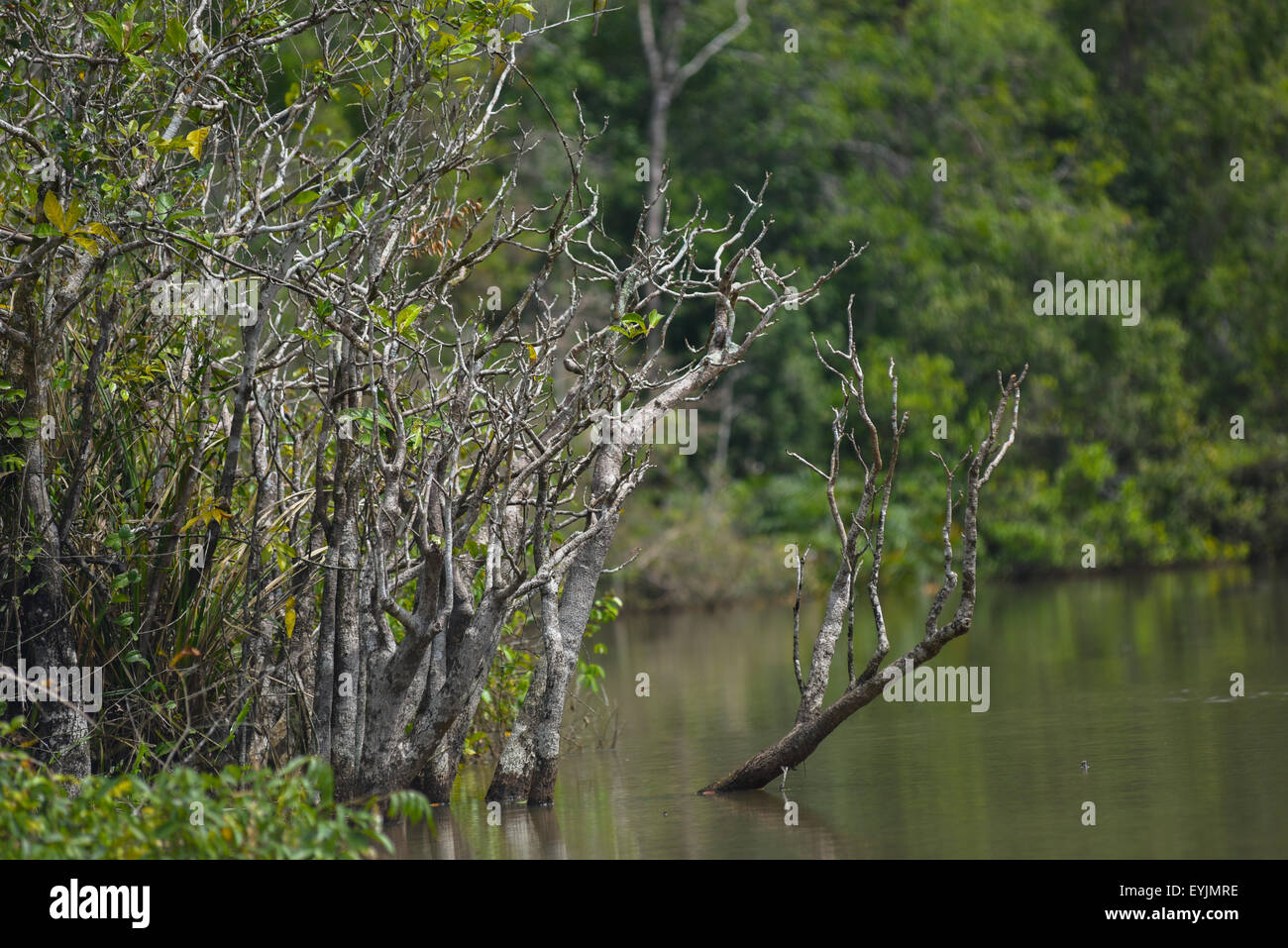 River eccology hi-res stock photography and images - Alamy