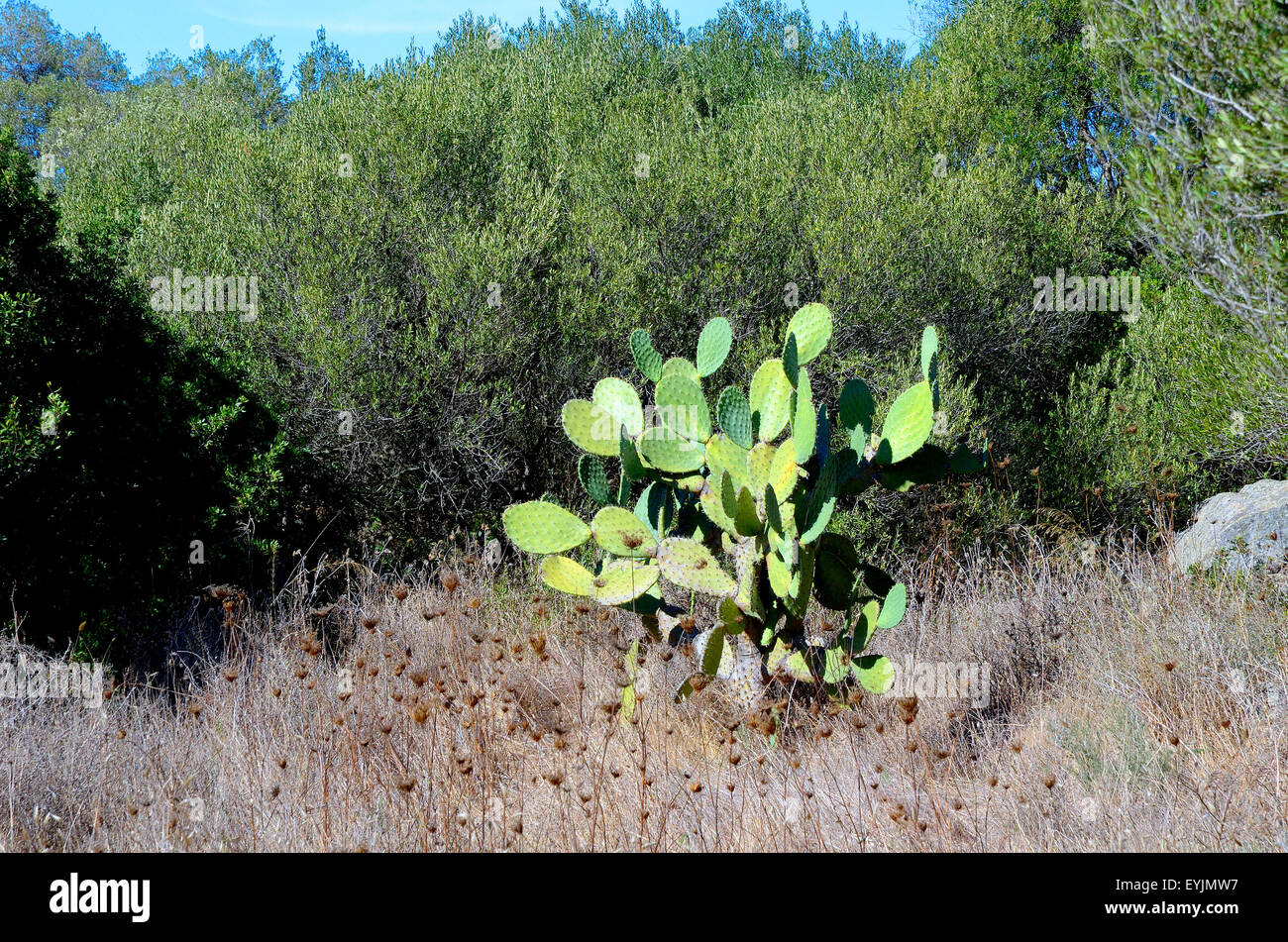 Prickly pear tree hi-res stock photography and images - Alamy