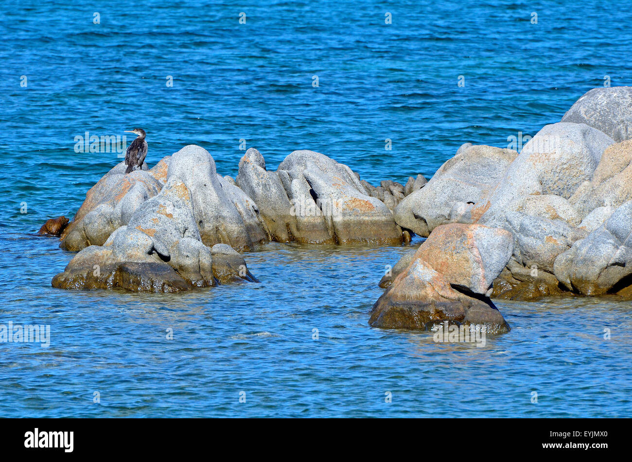Sardinia,Italy: bird, rocks and sea Stock Photo - Alamy