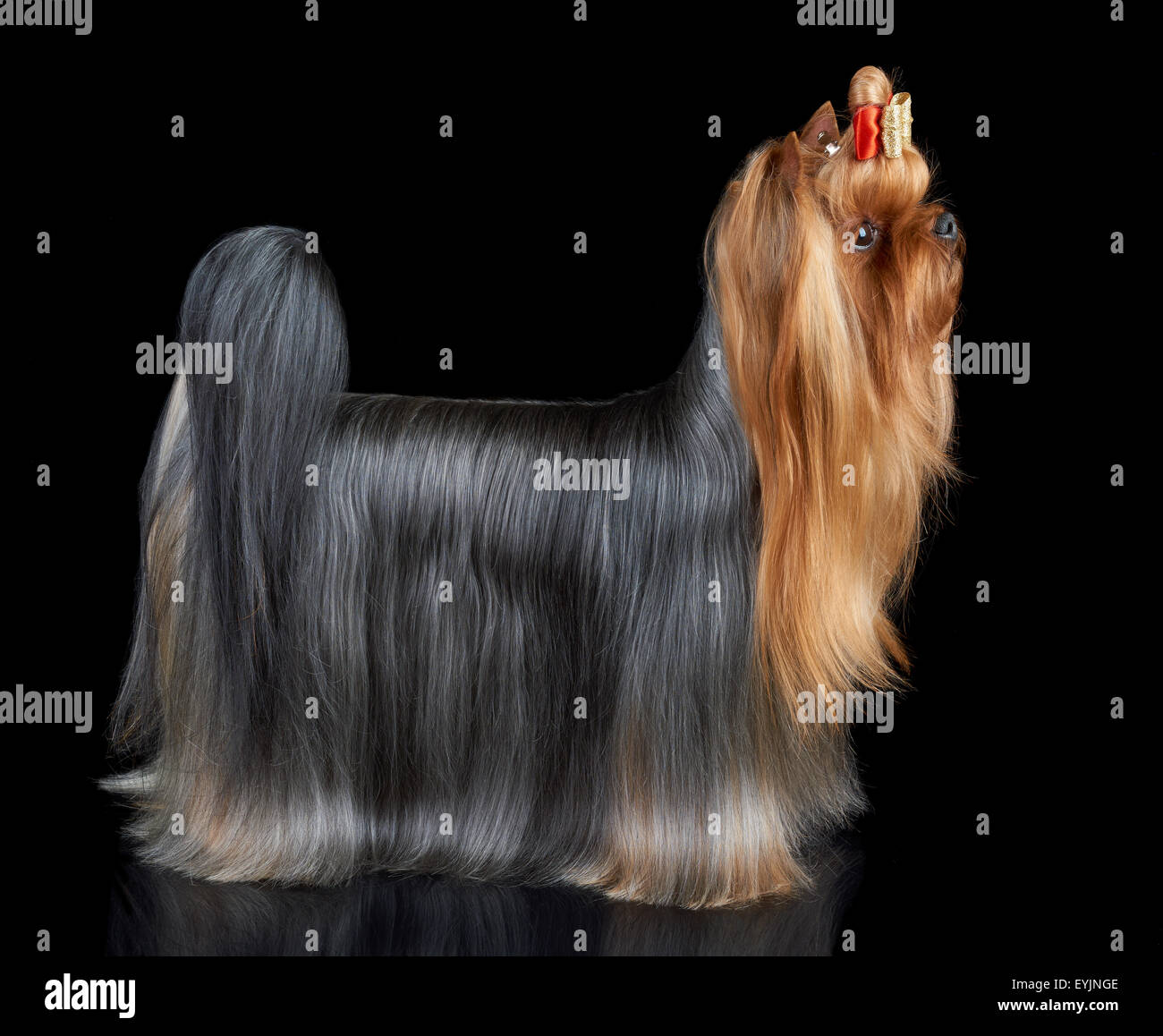 One Yorkshire Terrier of show class stands on black isolated background ...