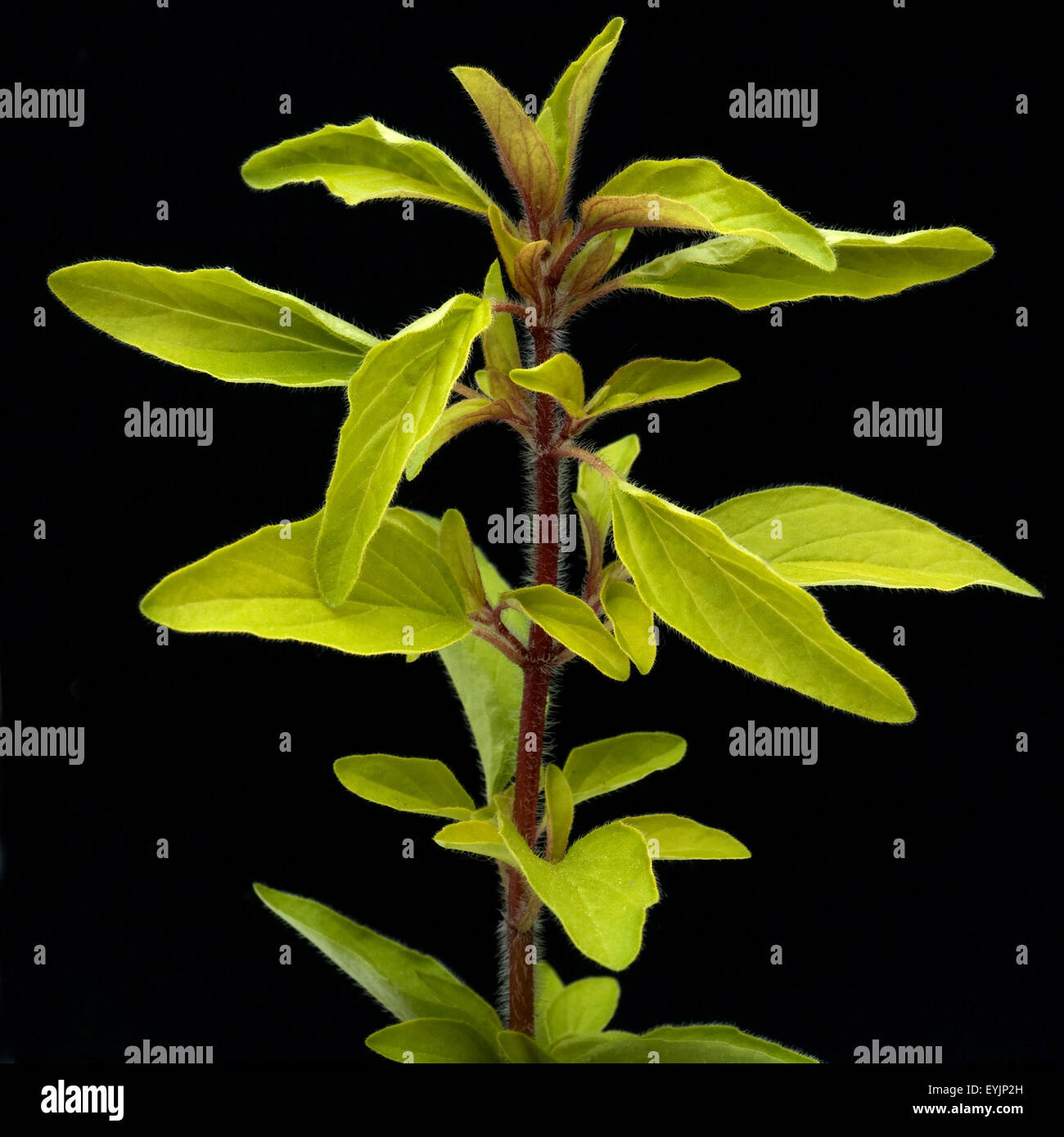 Goldmajoran, Gold-Majoran, Majoran, Origanum vulgare, Heilpflanzen ...