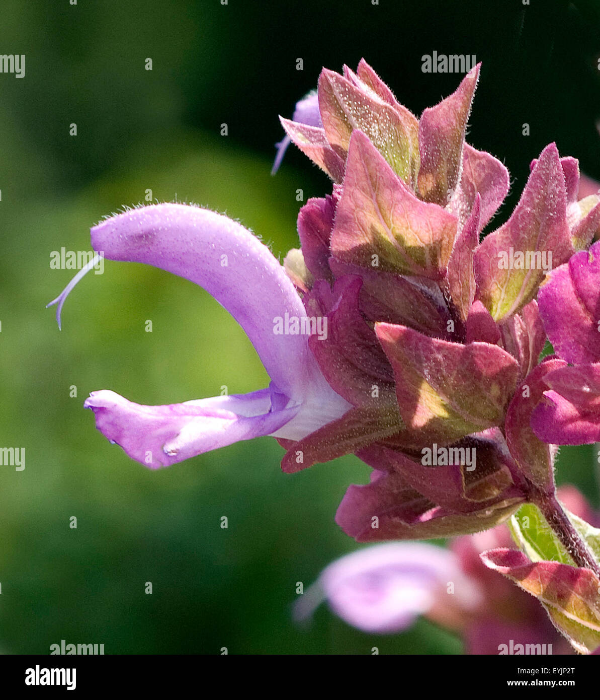 Salvia canariensis hi-res stock photography and images - Alamy