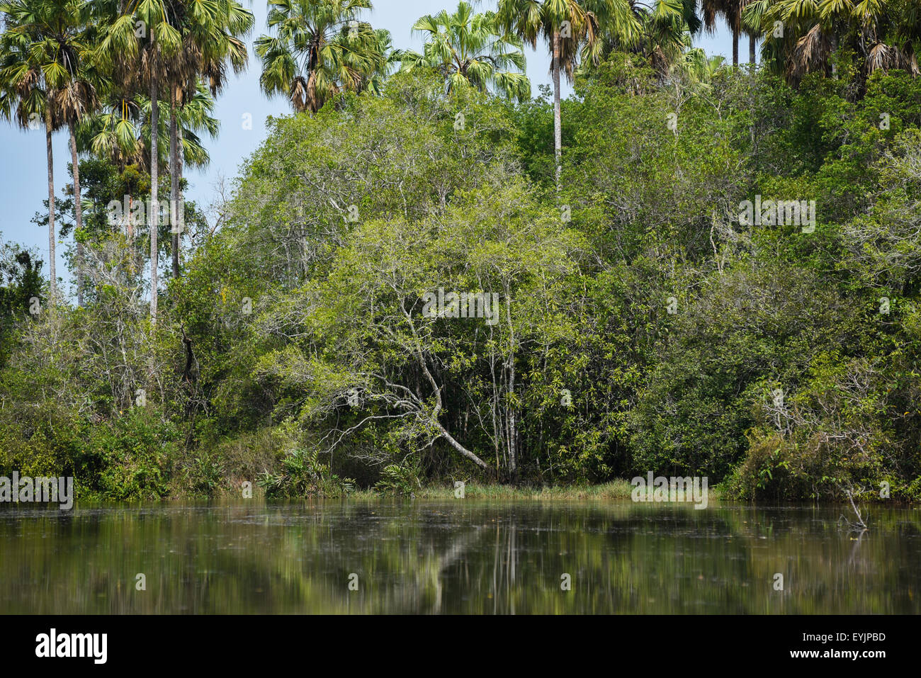 Lowland forest hi-res stock photography and images - Alamy