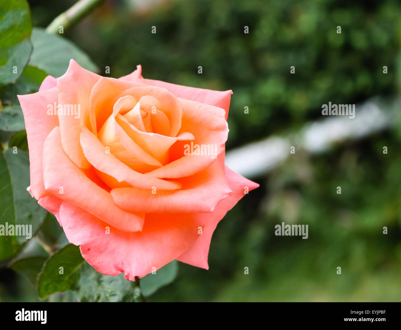 Closeup isometric image of a bright orange pink rose with crisp petals ...
