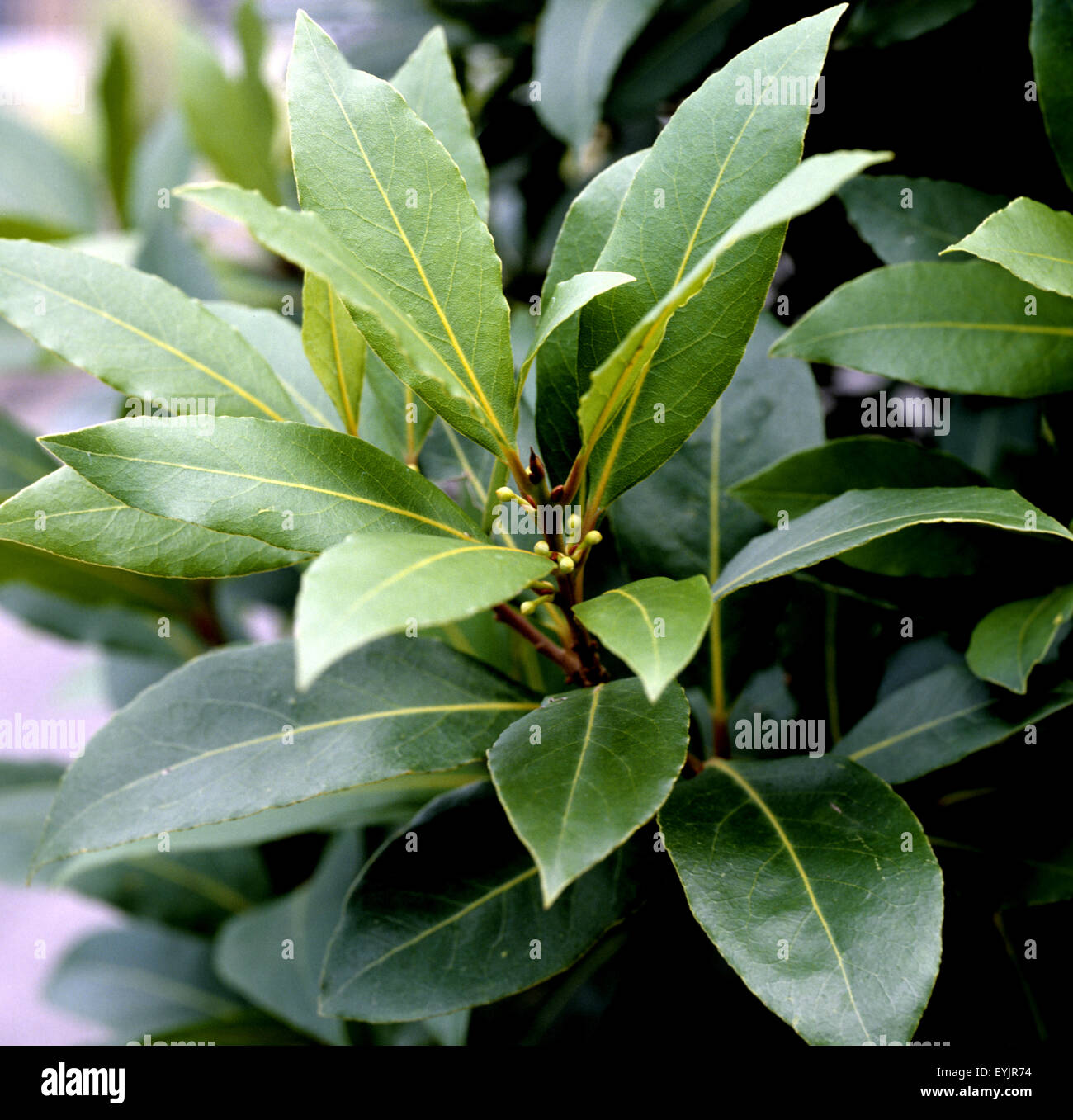 Lorbeer, Laurus nobilis, Lorbeerblatt, Lorbeerblaetter, Heilpflanzen ...